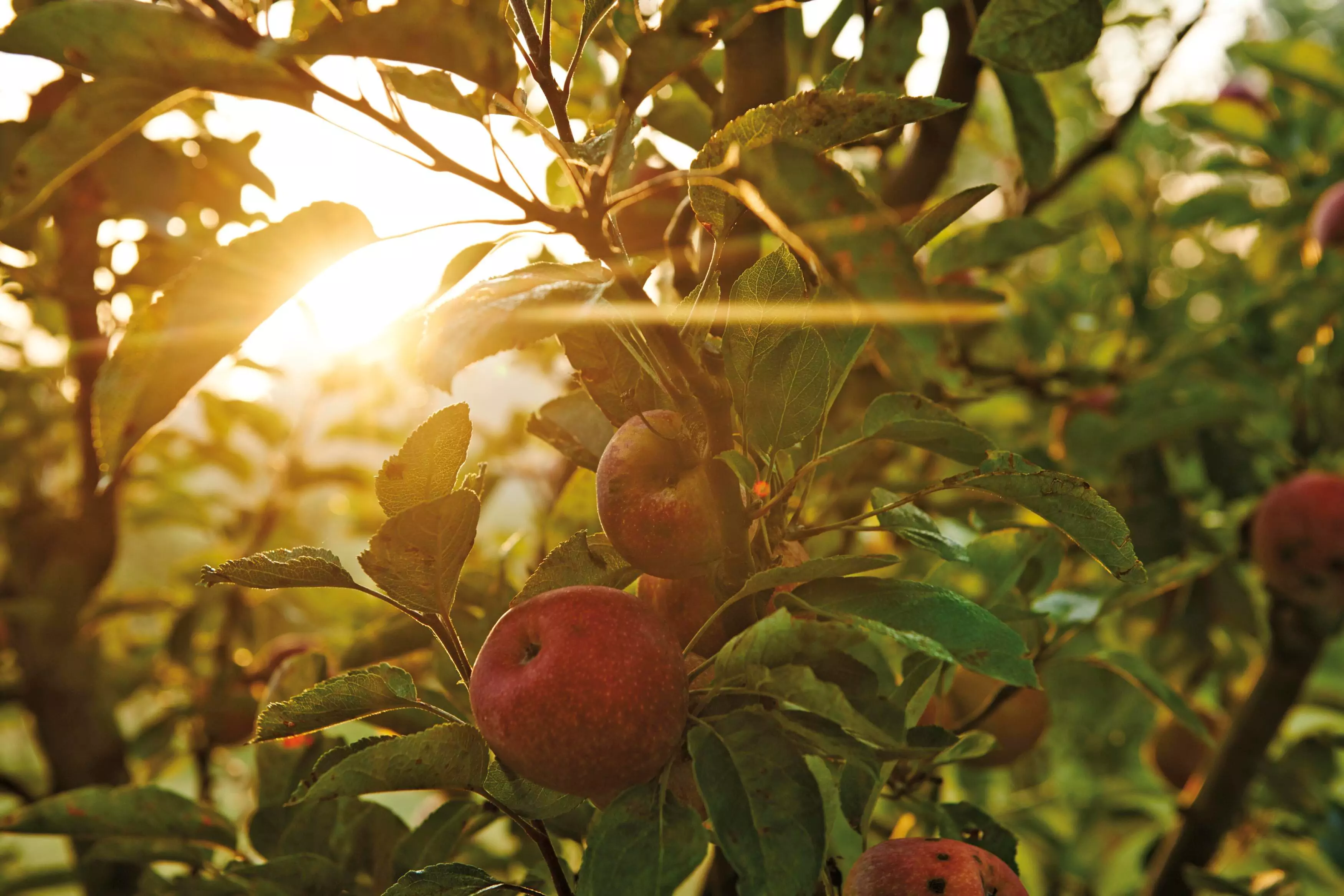 Det skjulte livet i plenen din: Hvorfor det er viktig for naturen